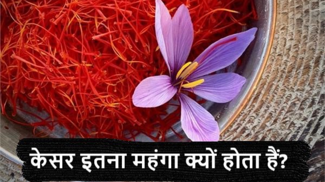 केसर इतना महंगा क्यों होता है? जानिए असली बजे पूरी जानकारी के साथ ...
